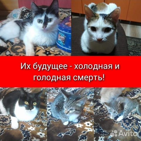 Котята и кошка замерзают на даче