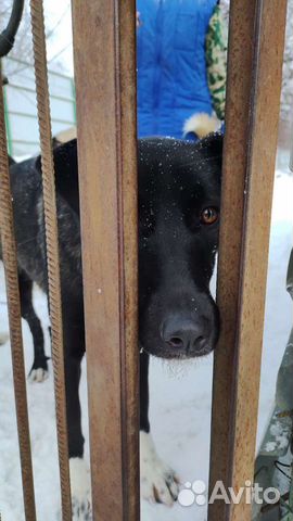 Спасите собаку