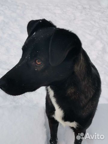 Спасите собаку