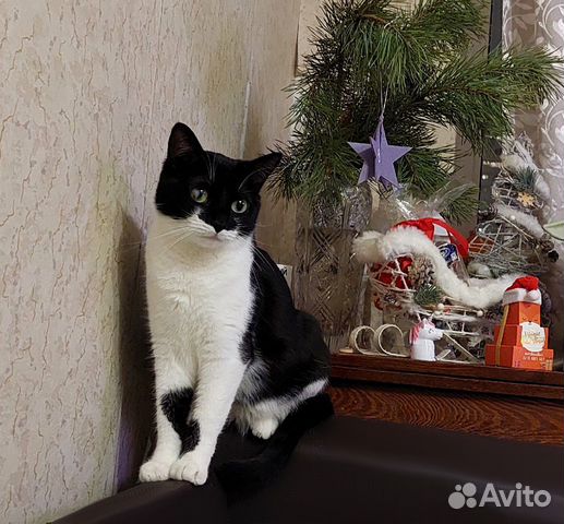 Кошка Чика