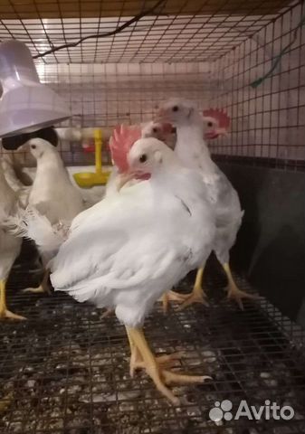 Петушки цыплята