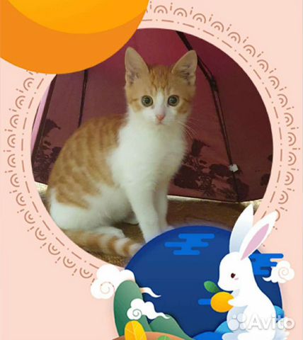 Котёнок Арсений