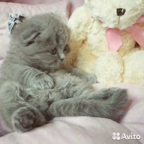 Вислоухий пушистый котик