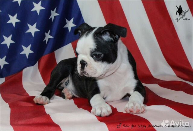 Бостон терьер