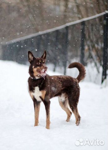 Собака в добрые руки