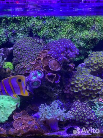 Морские кораллы