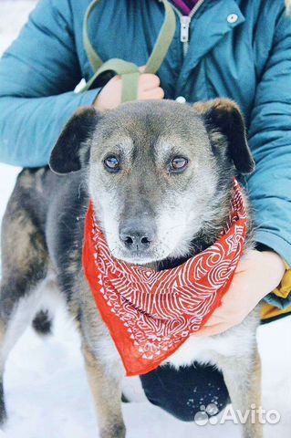 Плюша мечтает стать домашней