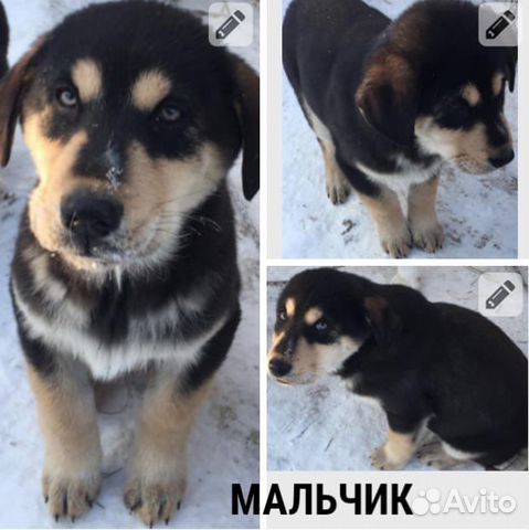 Щенок метис сао