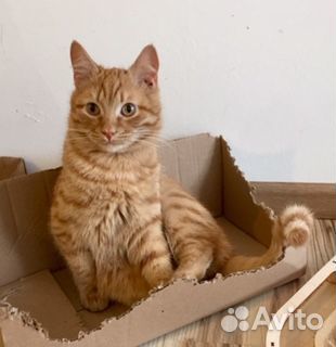 Котенок Дизель рыжим Счастьем в Ваш дом)