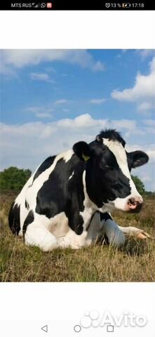 Корова инвестиции