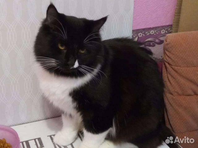 Котенок 8 мес