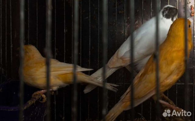 Канарейки самка