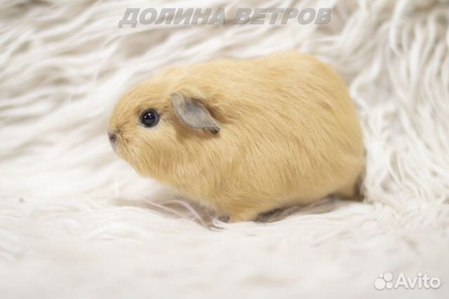 Морская свинка гладкошерстная кремовая панда
