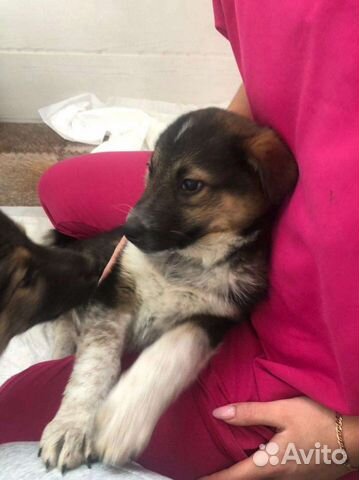 Собаки бесплатно в добрые руки щенки