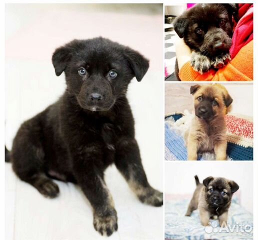 Щеночки в дар