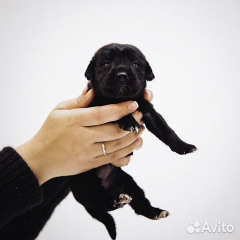 Чудесный друг в семью