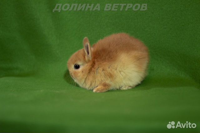 Мальчик минор 300 граммов желтый оттер