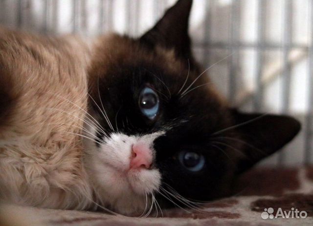 Красавица Жанетта 1 годик, очень ласковая