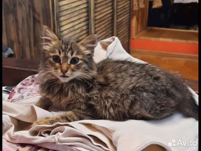 Сибирский котенок мальчик в дар 4 мес