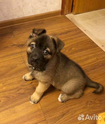 Няшка-очаровашка в добрые руки