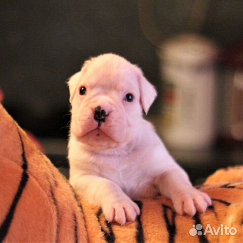 Белые боксерчики