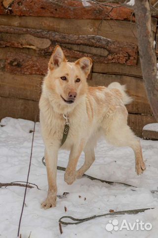Улыбчиввй Альпик ищет добрые ручки