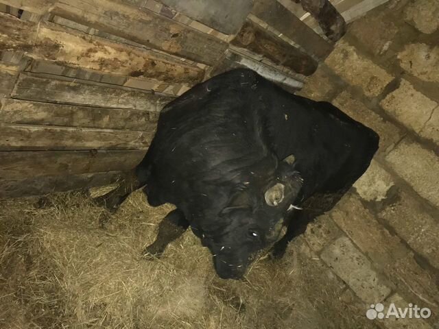 Продам быка 11 месяцев.Вес 310кг. 80.000