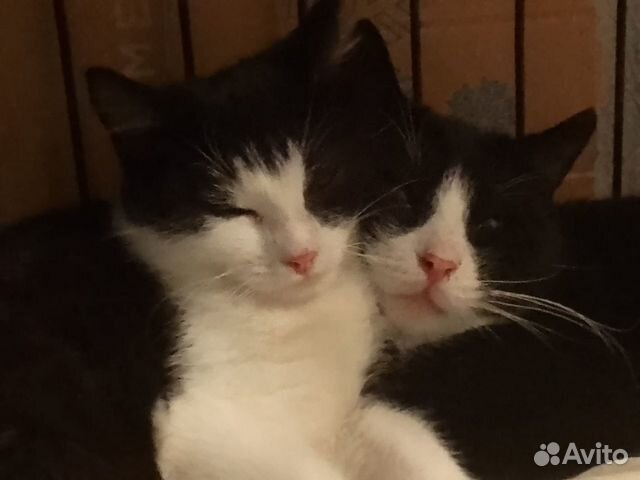 Котята в добрые руки мальчик и девочка