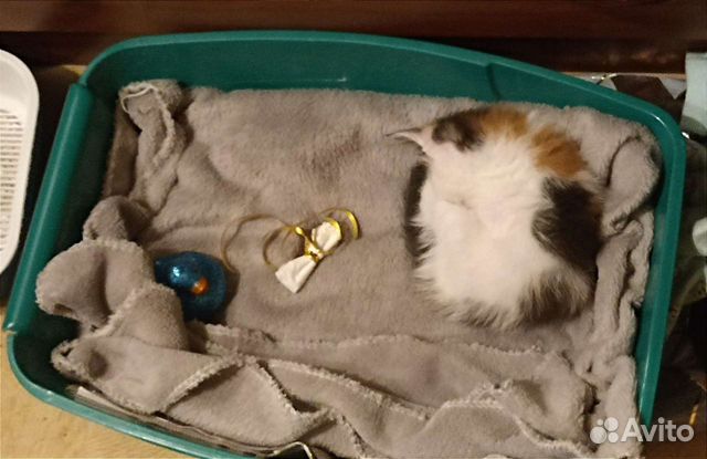 Отдам котенка в добрые руки