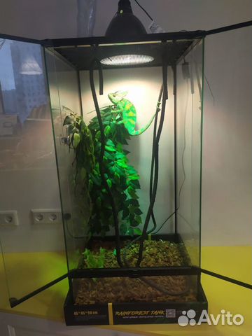 Йеменский хамелеон, террариум