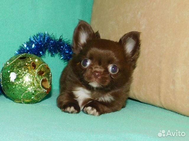 Мини щоколадный мальчик