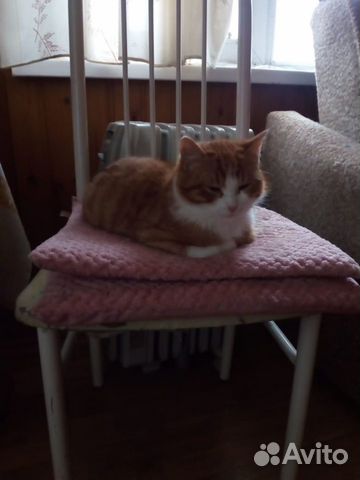 Котик лео, 6 месяцев, живёт в доме, активный, игру