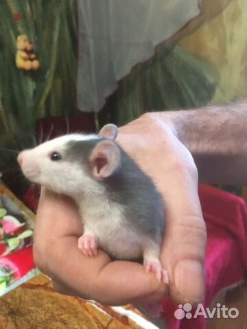 Декоративные крысята