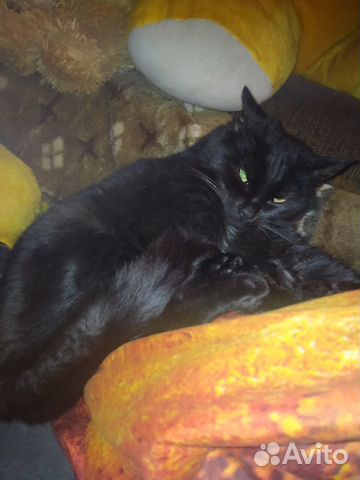 Кошка