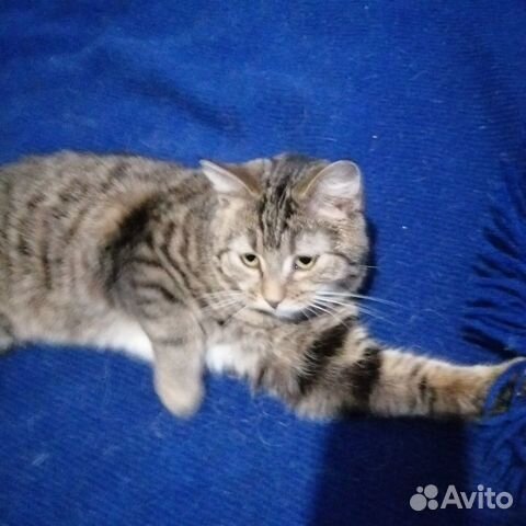 Ласкового, певучего котенка в добрые руки