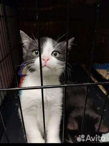 Котенок ищет дом