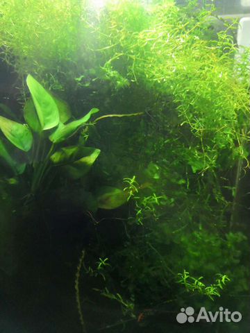 Аквариумные растения