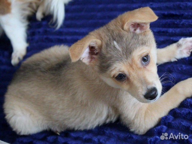 Мальчик Рокки в добрые руки