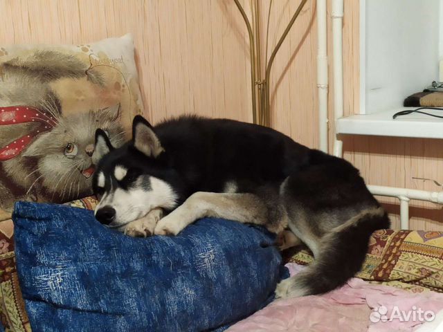 Пёс Лорд