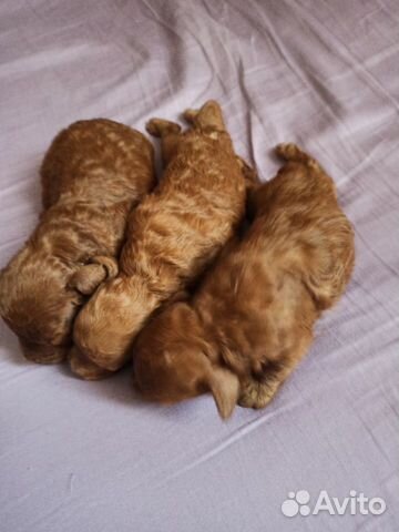 Предлагаются к брони щенки красного той пуделя, до