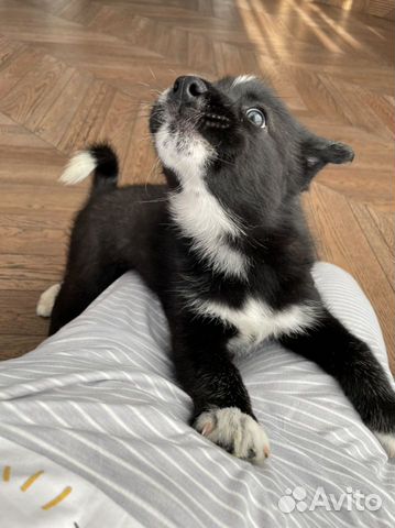 Щенок в добрые руки