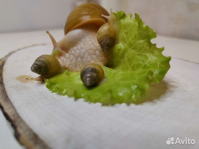 Детки Ахатина