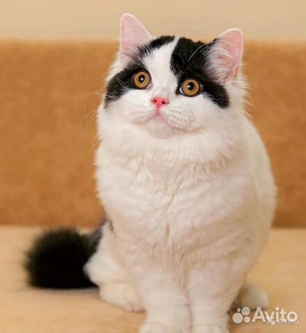 Котик 2.5 месяца шотландский