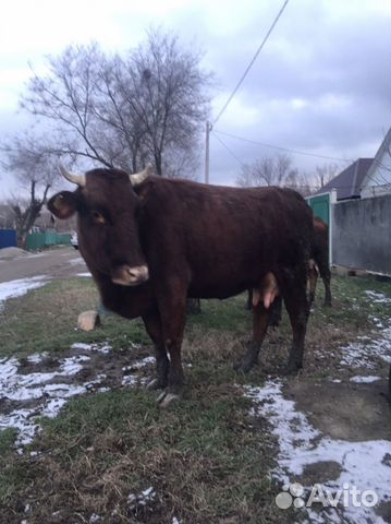 Коровы дойные молочные