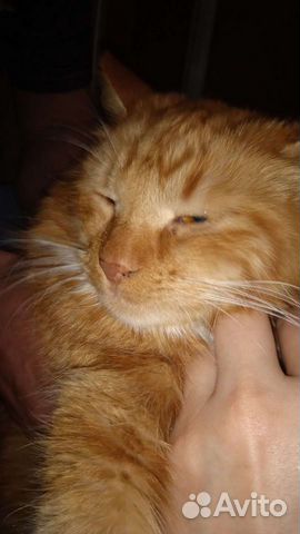 Молодой котик