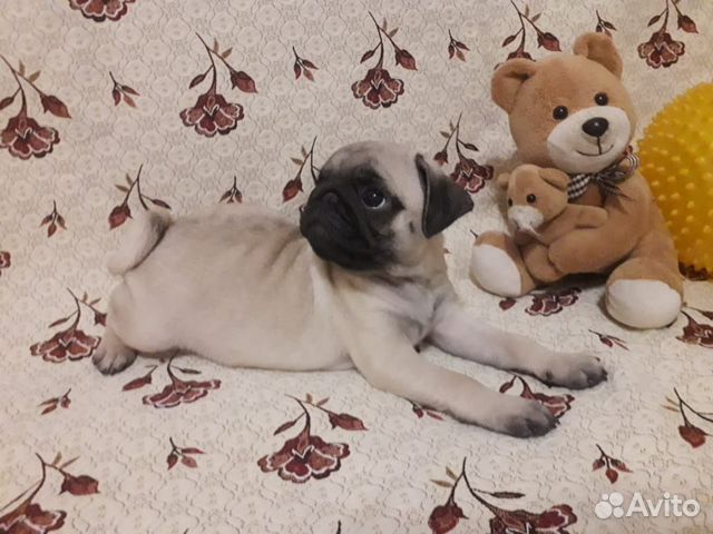 Щенок мопса