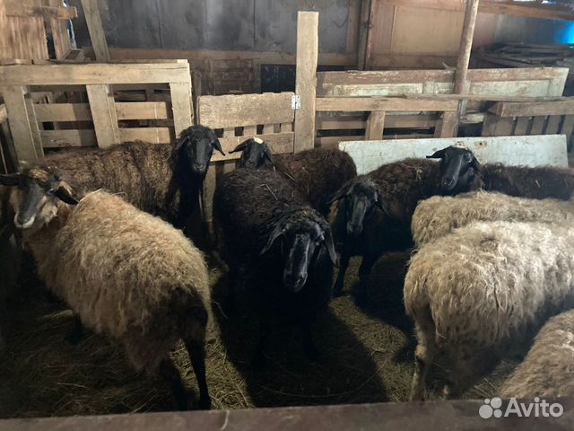 Овцы бараны ягнята козы