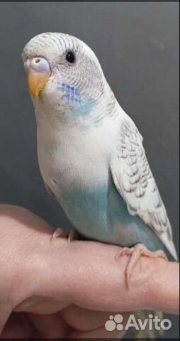 Ручной попугай Шурик