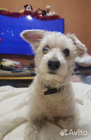 Выброшенная кем-то малышка, собака Умка