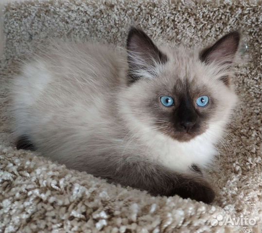 Невская маскарадная (котята)